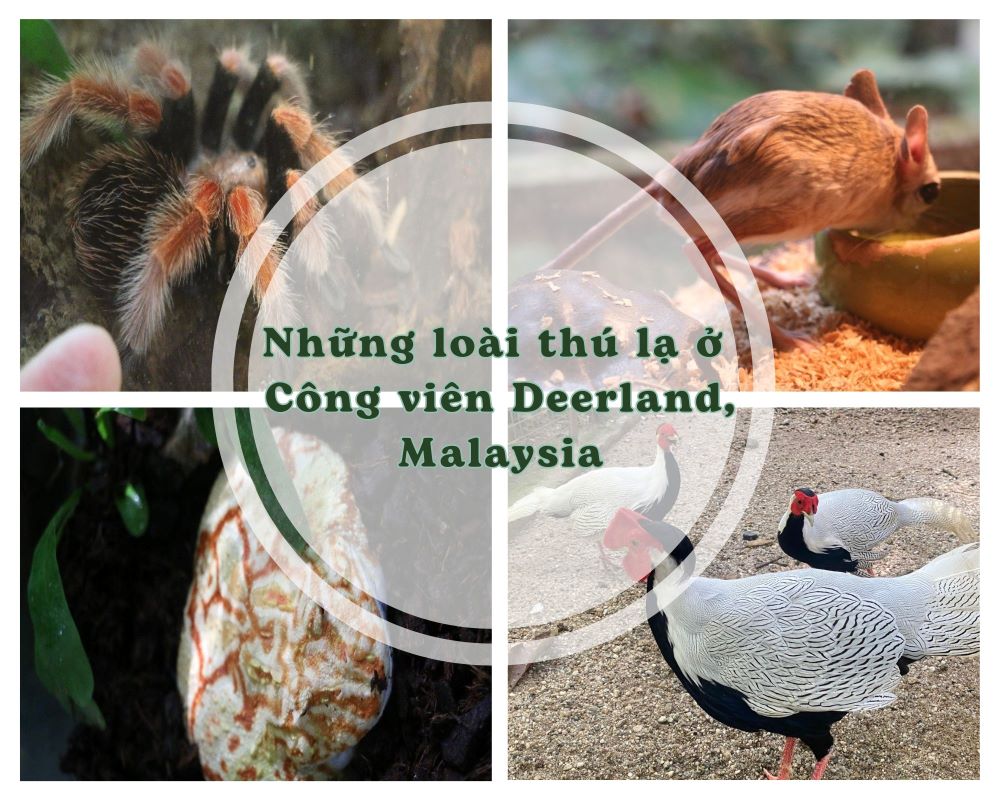 Ngắm những loài thú lạ tại công viên Deerland, Malaysia