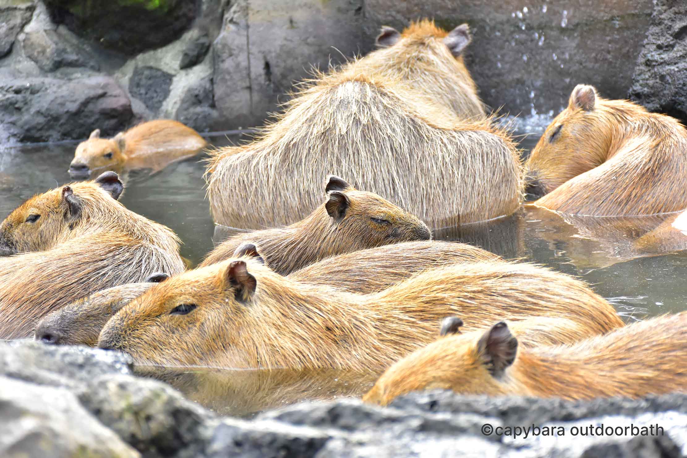 Đến Nhật Bản xem capybara tắm nước nóng